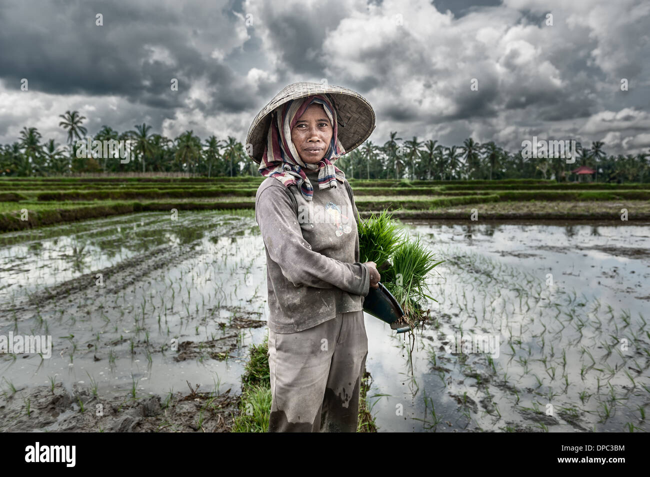 Bali rice fields hi-res stock photography and images - Alamy