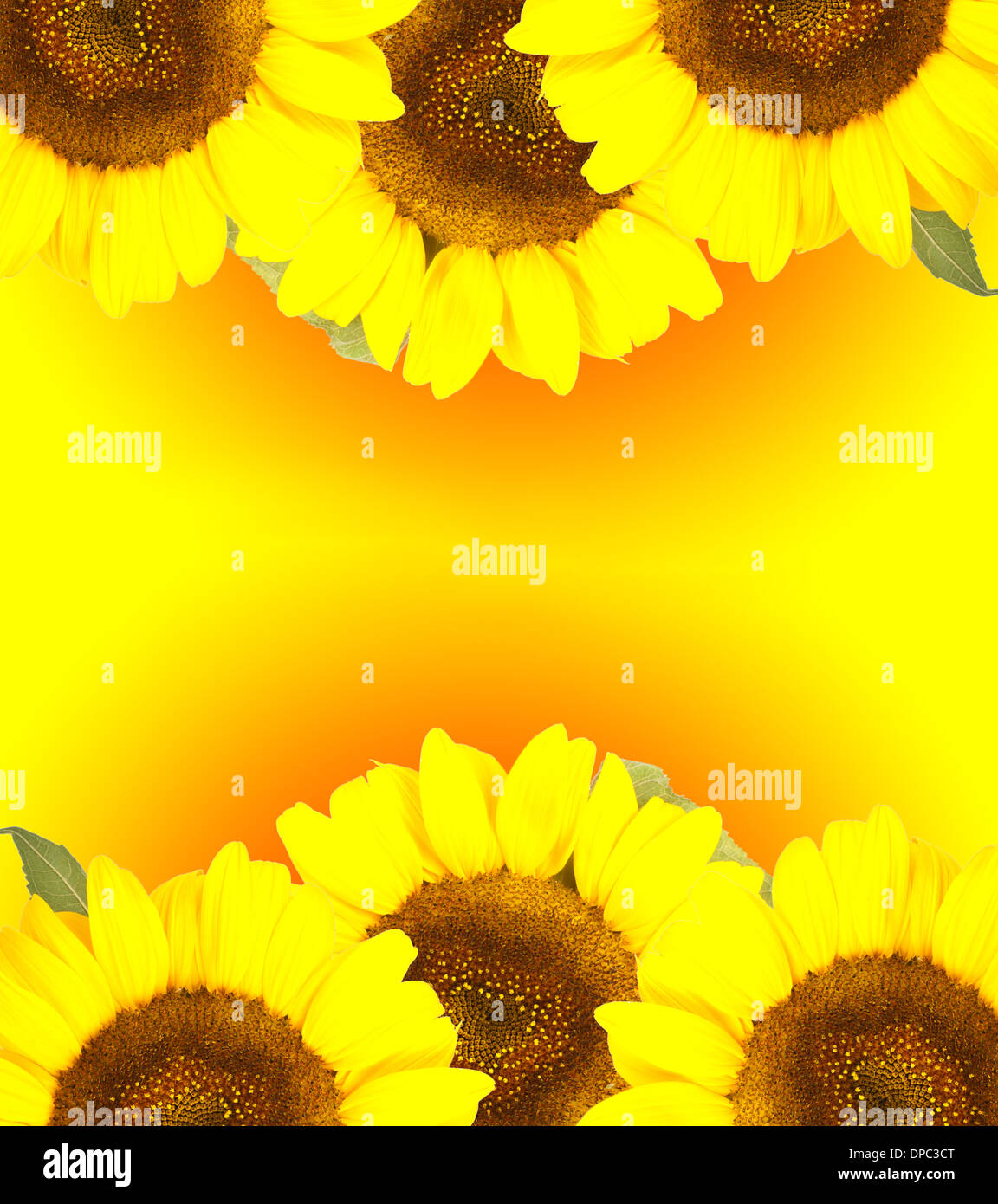 Sunflower with green leaves on gradient background Stock Photo - Alamy