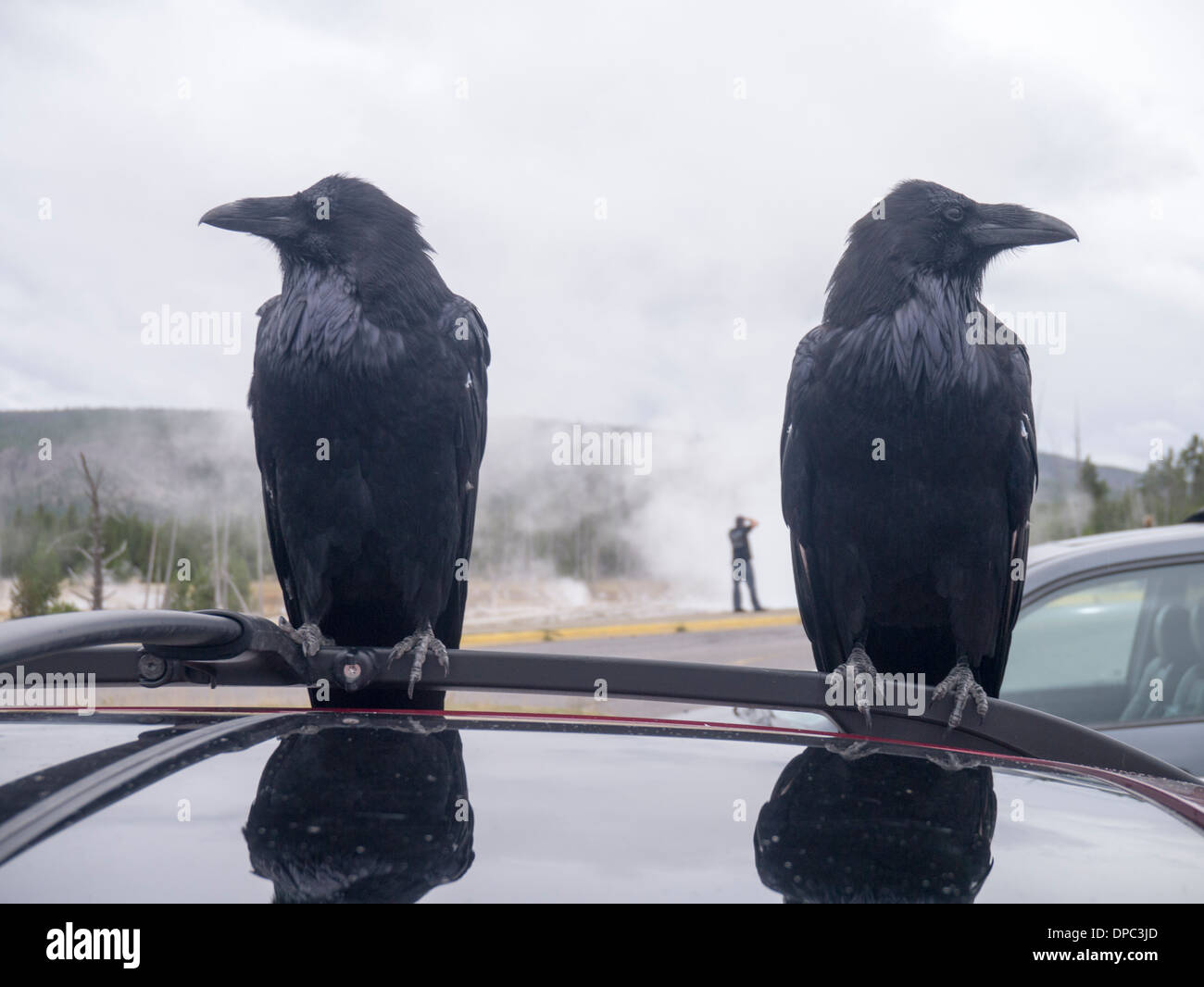 Raven ravens car hi-res stock photography and images - Alamy