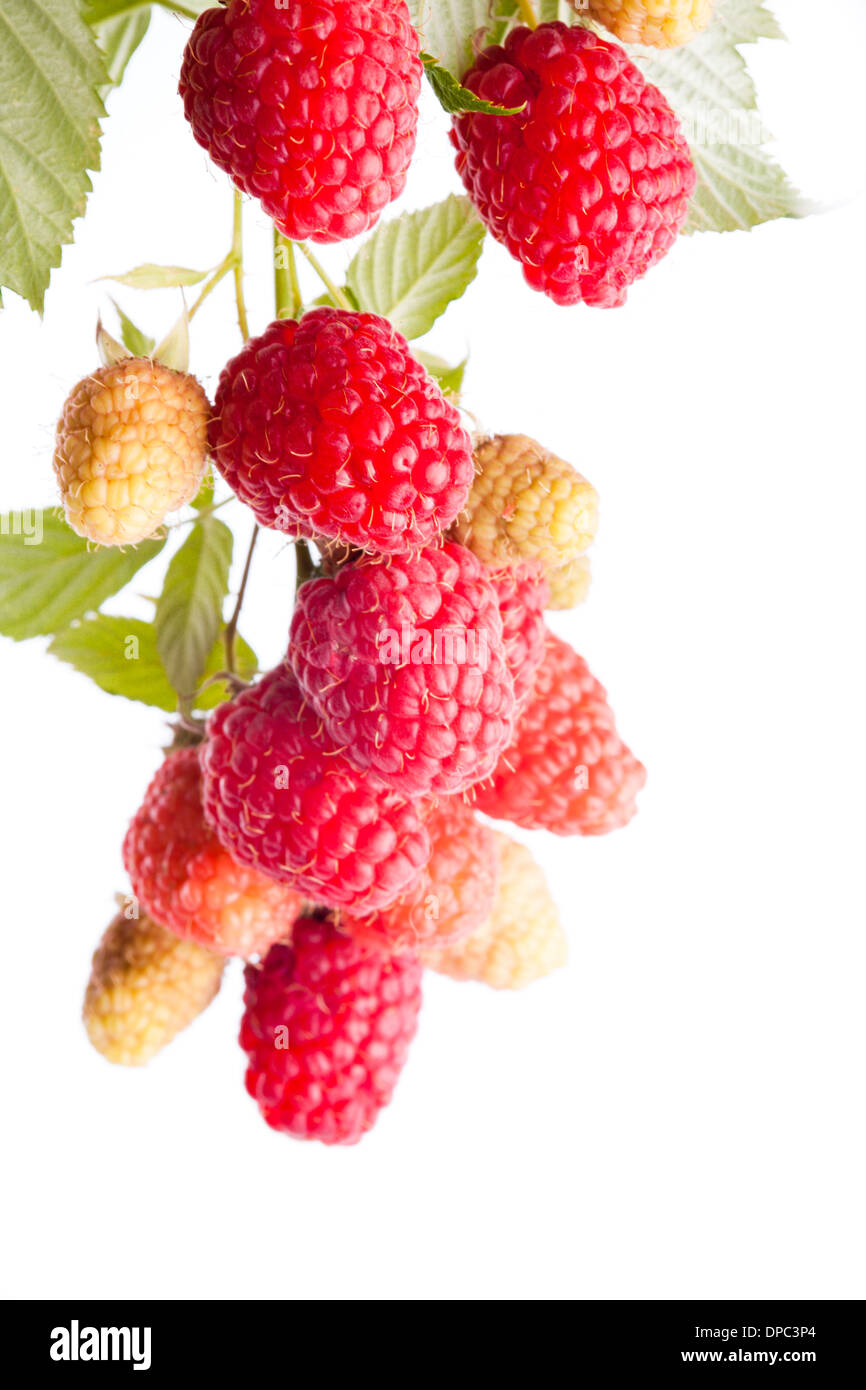 Raspberries with green leaves isolated on white background Stock Photo ...