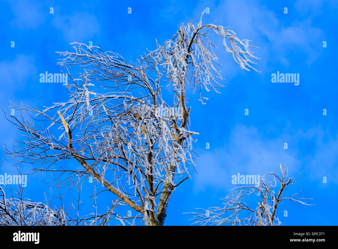 Tree limbs coated with ice and broken after a winter ice storm Stock ...