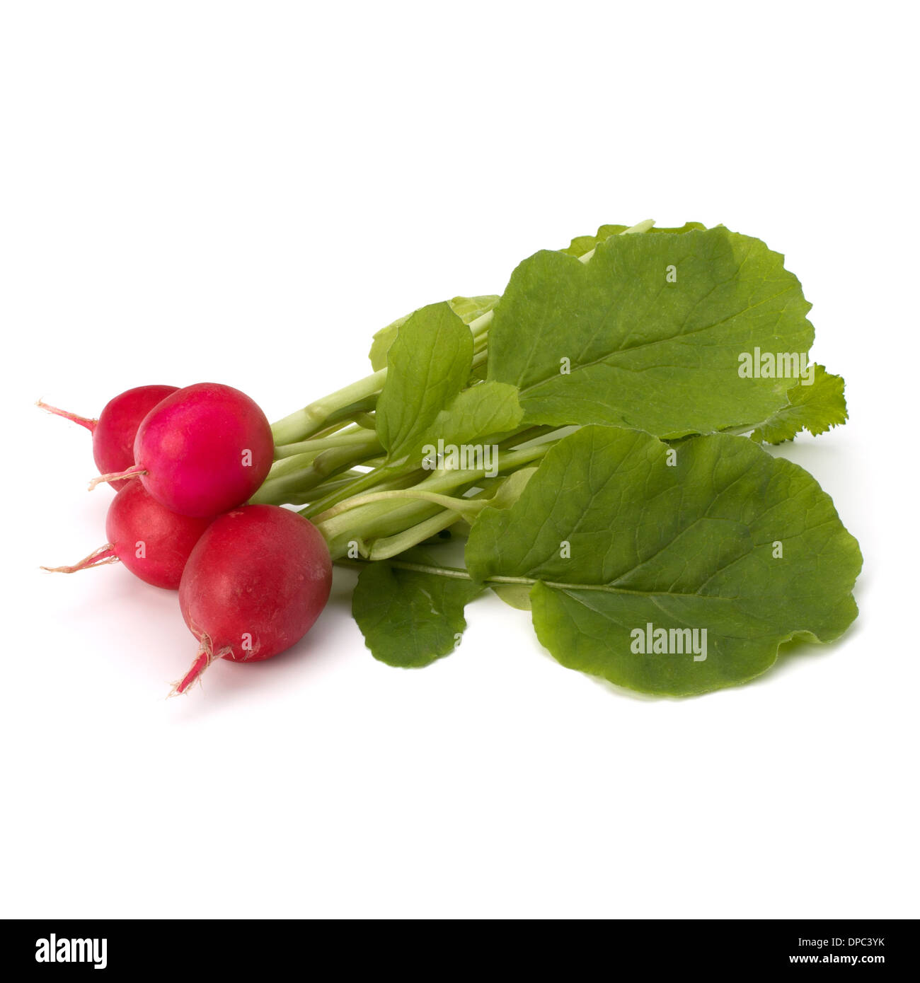 Small garden radish isolated on white background Stock Photo - Alamy