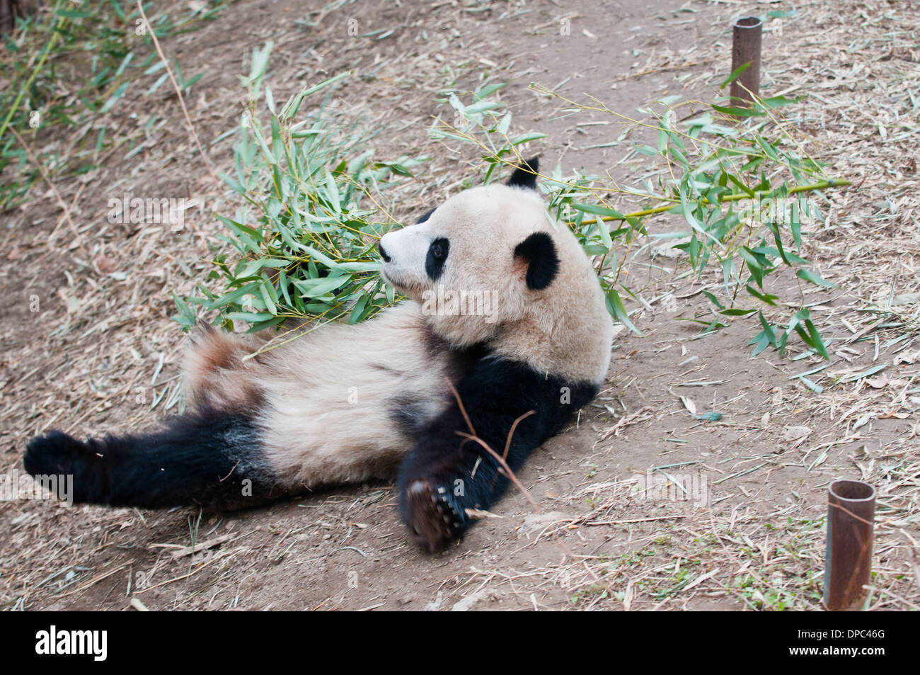Giant panda in Panda House of Beijing Zoo, located in Xicheng District ...