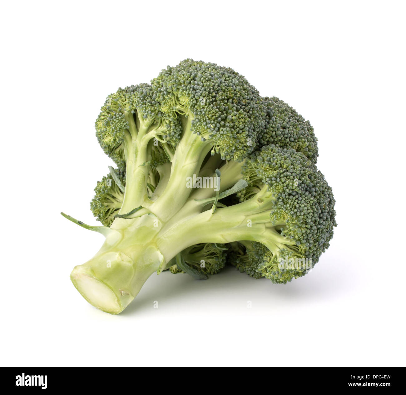 Broccoli vegetable isolated on white background Stock Photo - Alamy