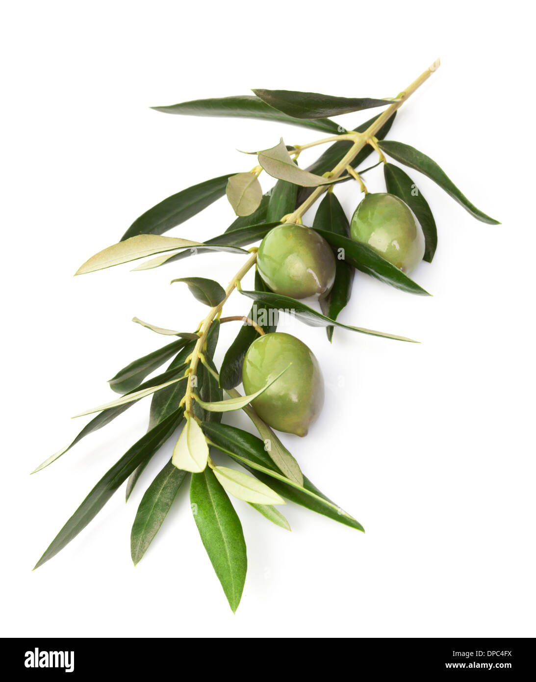 Olives on branch with leaves isolated on white Stock Photo - Alamy