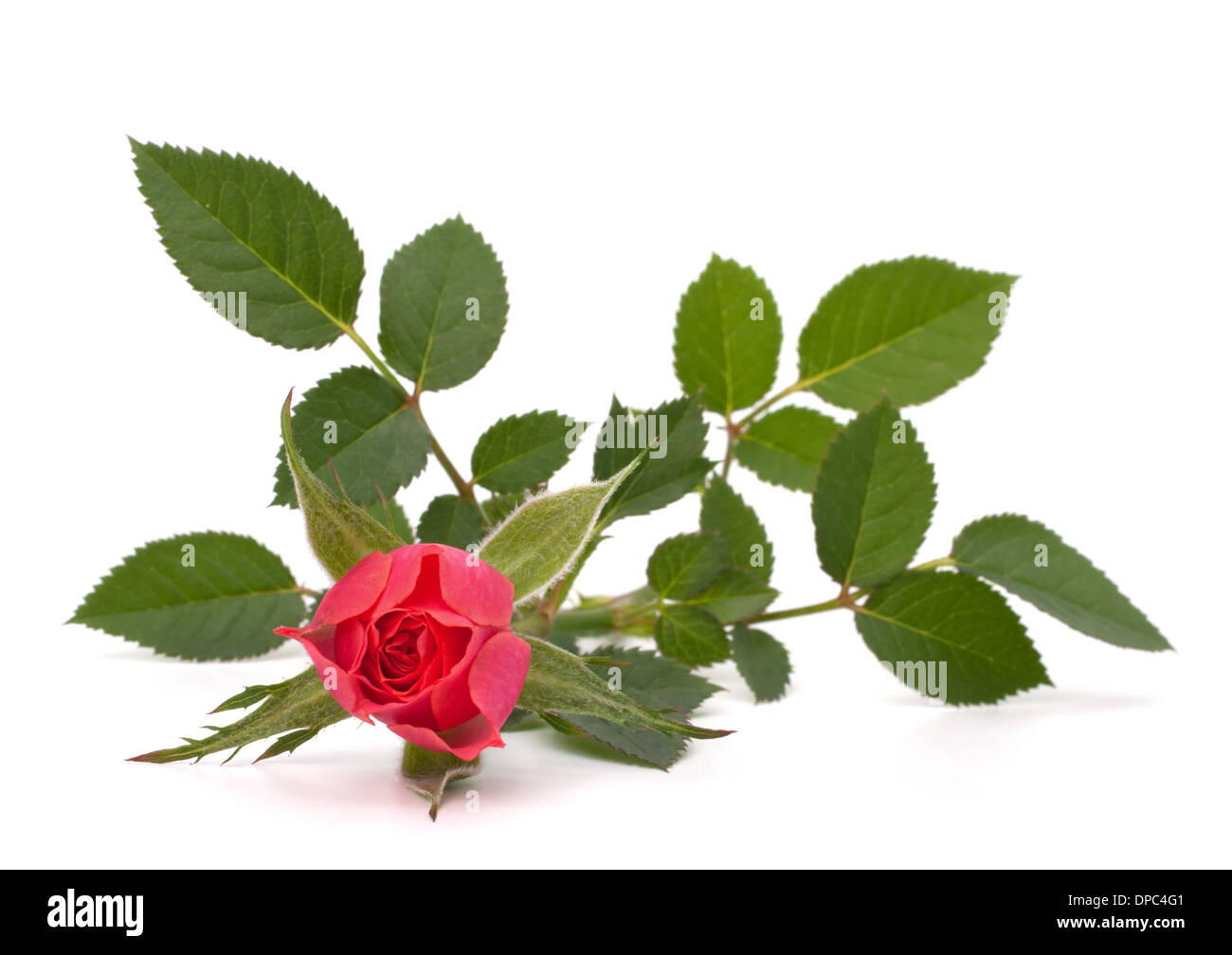 Beautiful rose isolated on white background Stock Photo - Alamy