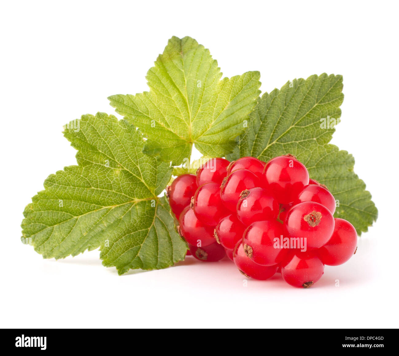 Red currants and green leaves still life isolated on white background ...