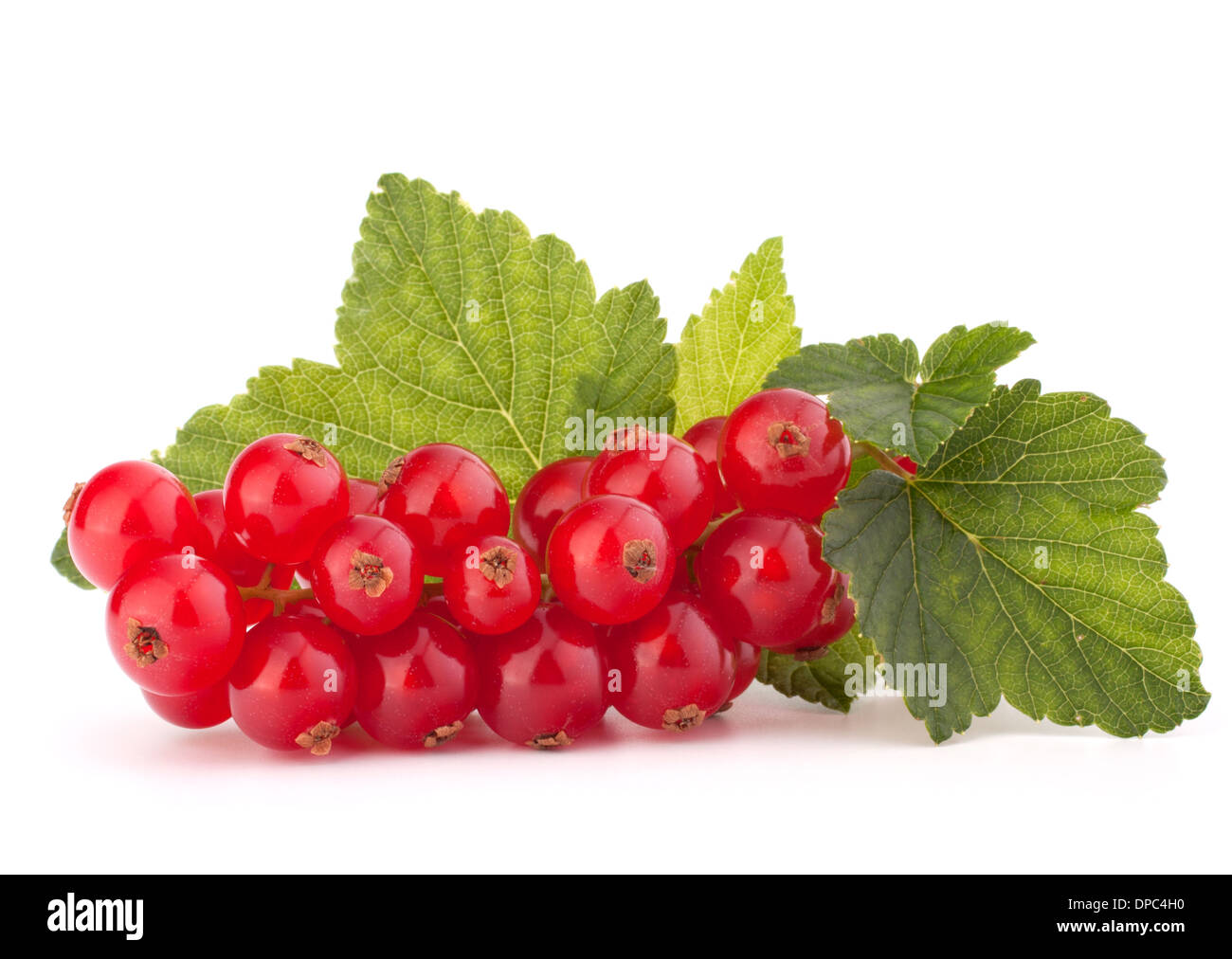 Red currants and green leaves still life isolated on white background ...