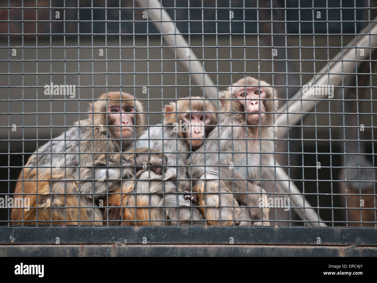 Macaca mulatta monkeys commonly known as Rhesus macaque or Nazuri ...