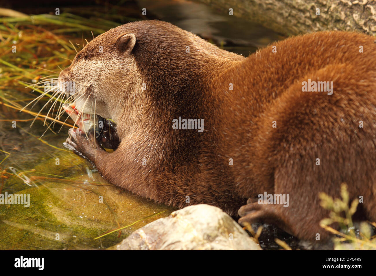 Otter hunting fish hi-res stock photography and images - Alamy