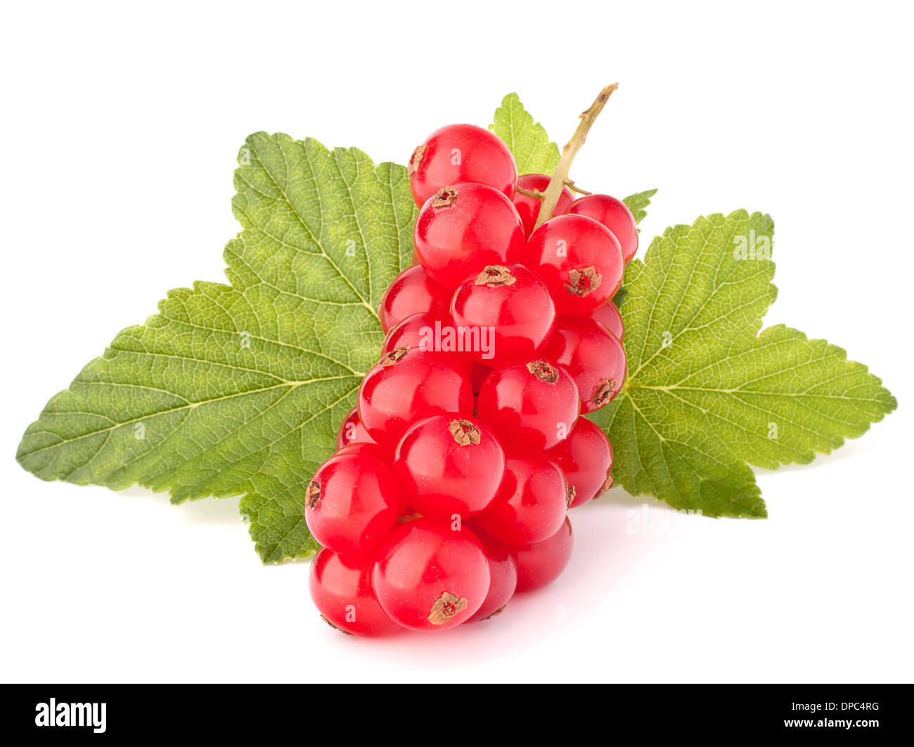 Red currants and green leaves still life isolated on white background ...