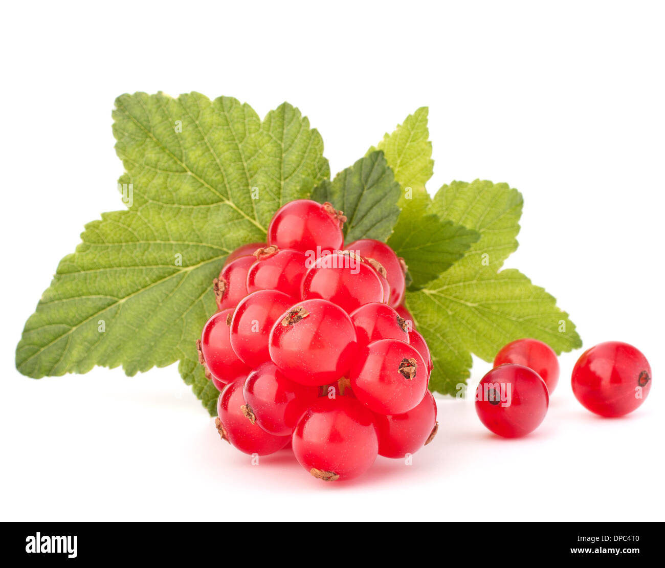 Red currants and green leaves still life isolated on white background ...