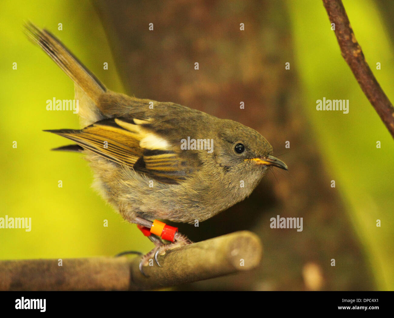 Bellbird female hi-res stock photography and images - Alamy
