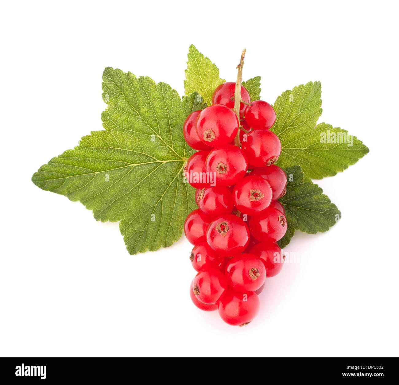 Red currants and green leaves still life isolated on white background ...