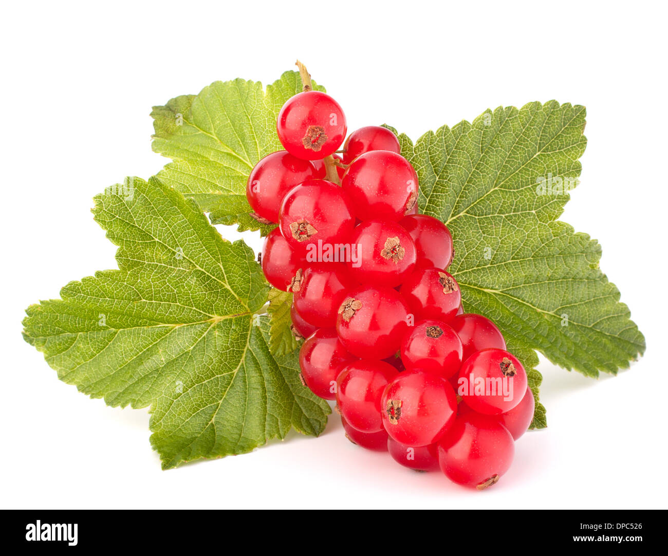 Red currants and green leaves still life isolated on white background ...