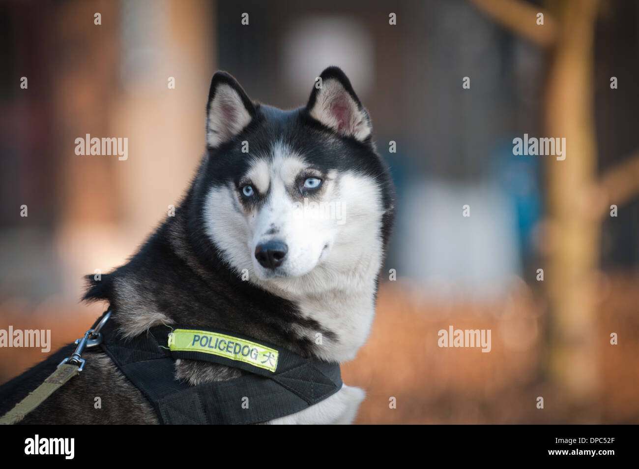 Chinese police dog hi-res stock photography and images - Alamy