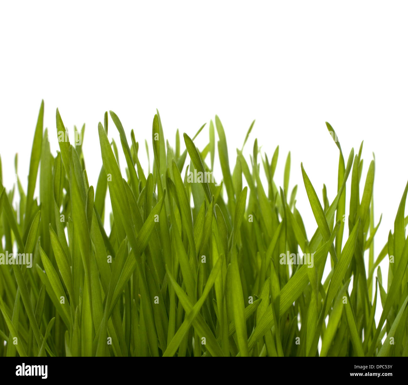 grass isolated on white background Stock Photo - Alamy