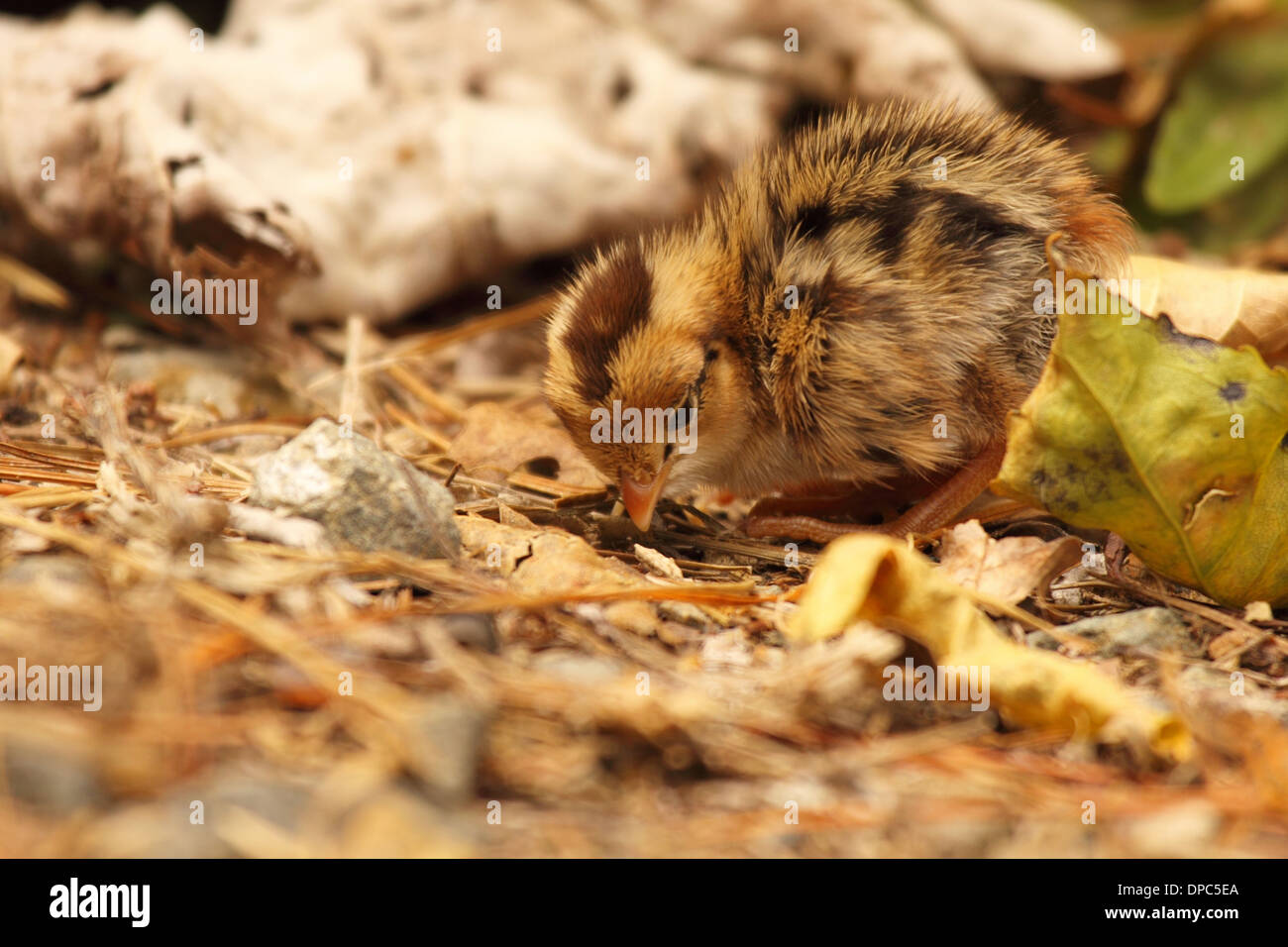 California quail baby hi-res stock photography and images - Alamy