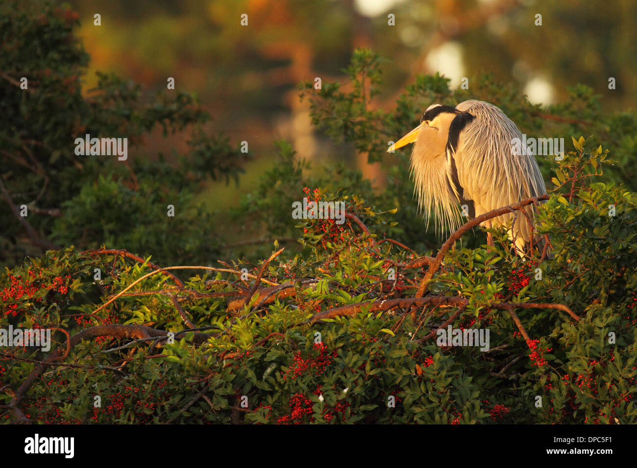 Hunched bird hi-res stock photography and images - Alamy