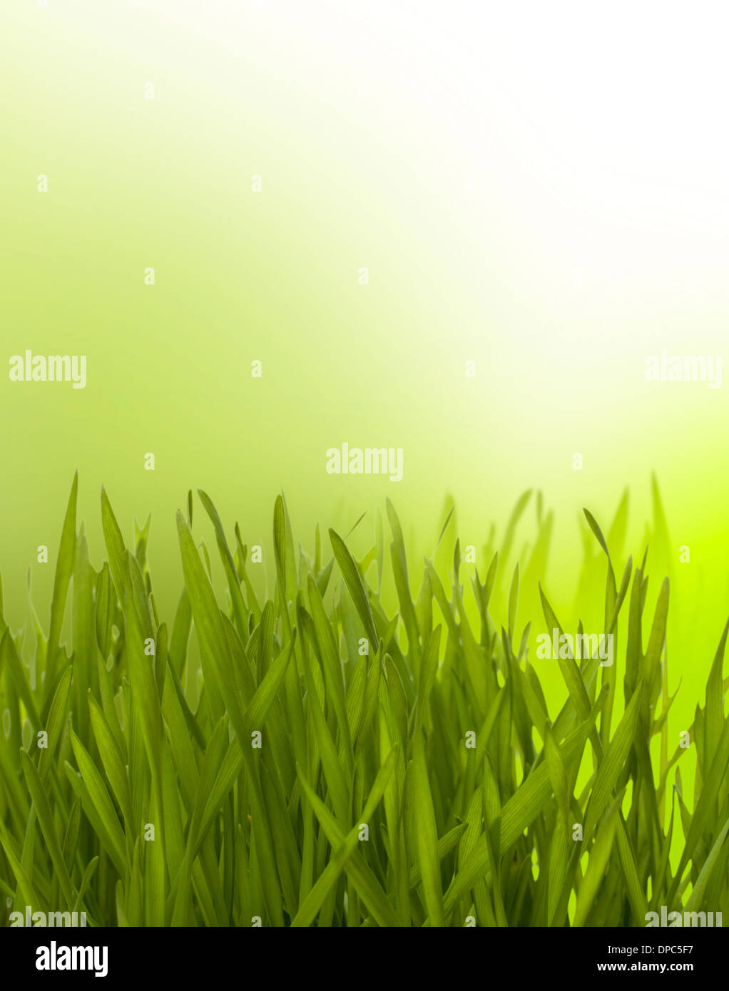 Green vertical gradient background design hi-res stock photography and ...