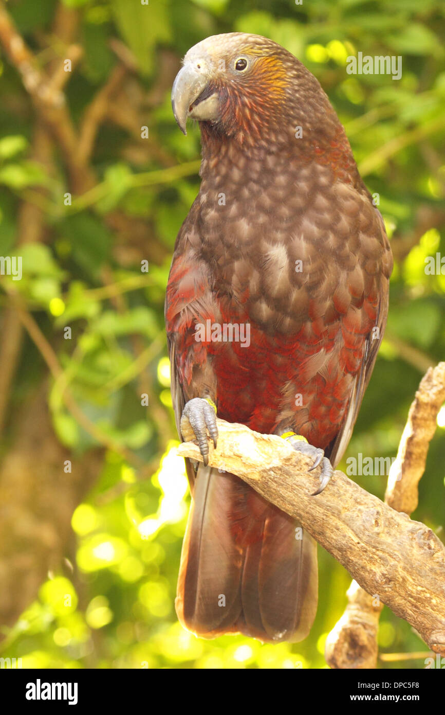 Kaka bird new zealand hi-res stock photography and images - Alamy