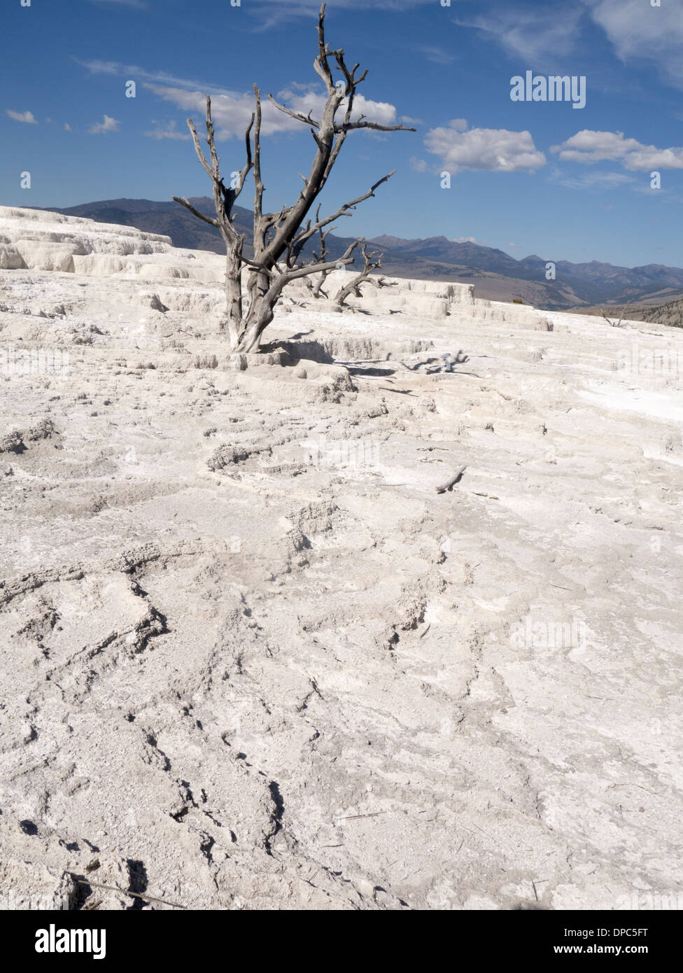 Dead trees on the Main Terrace, Mammoth Hot Springs, Yellowstone ...