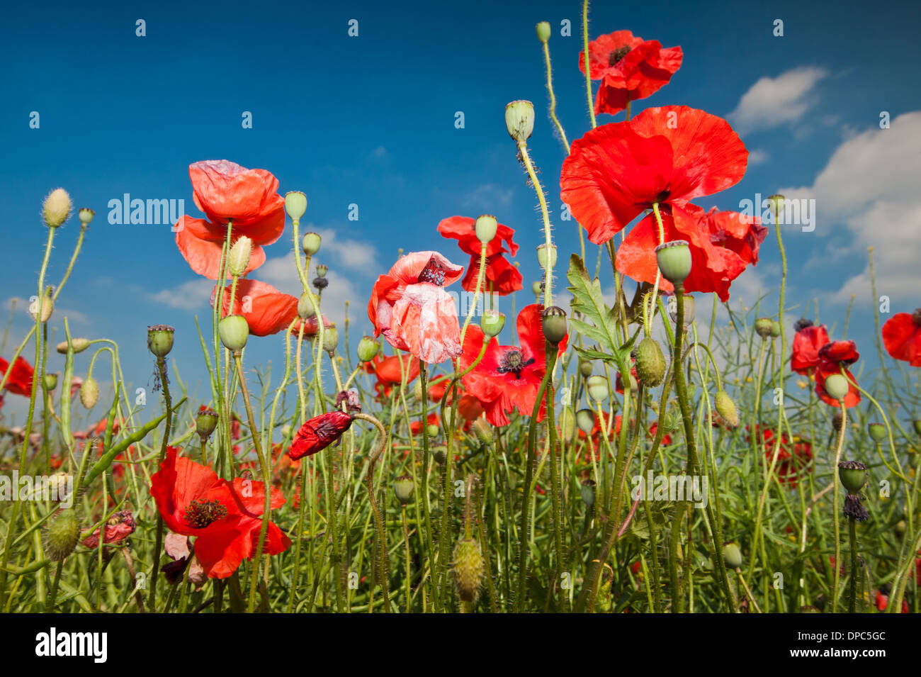 Poppies, close up Stock Photo - Alamy