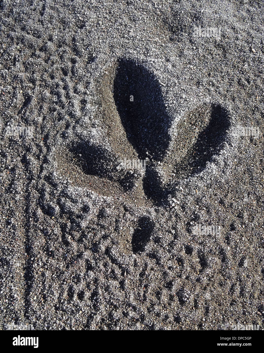 The track of a male Wild Turkey in frosted sand Stock Photo - Alamy
