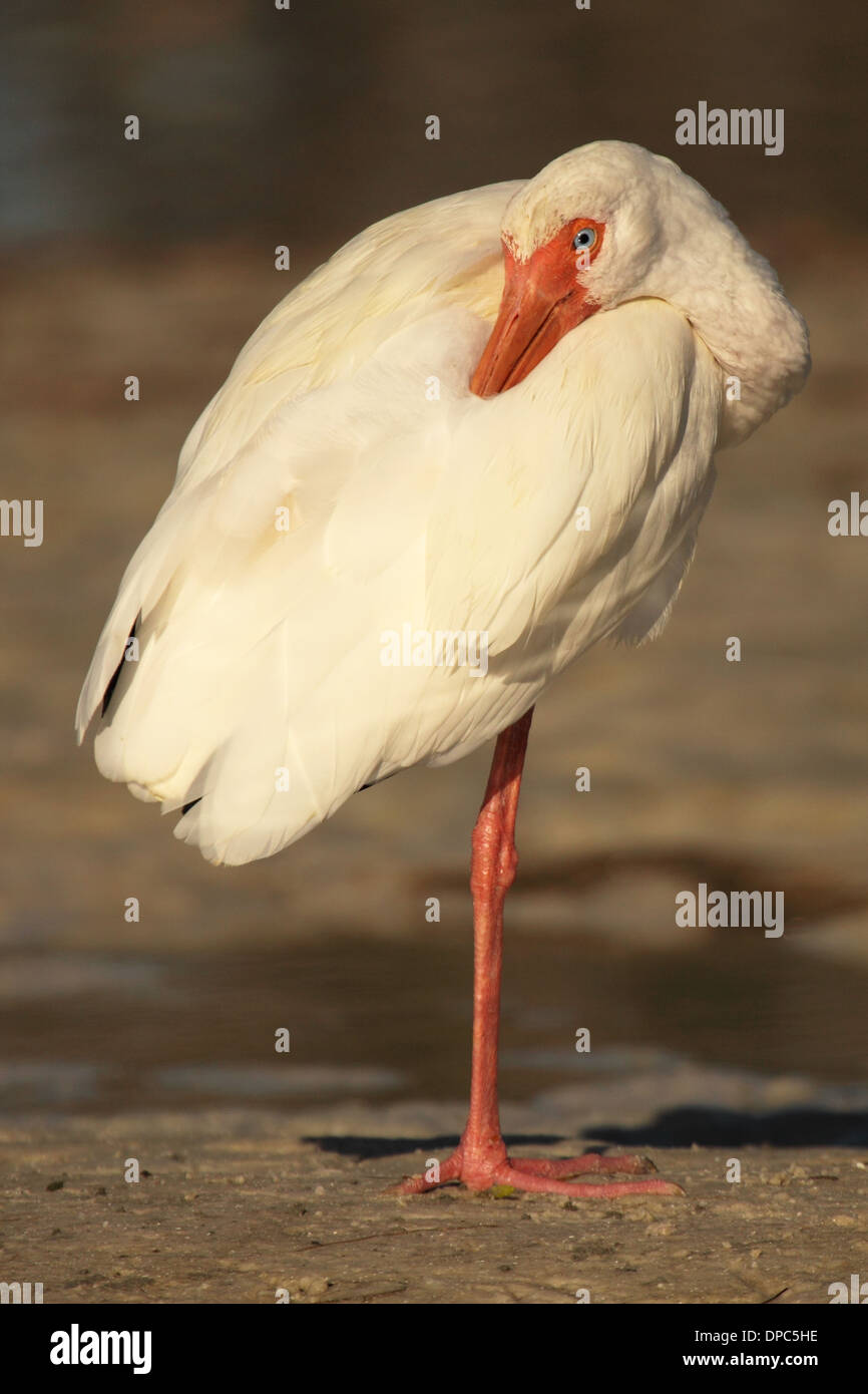 Sleeping Ibis Stock Photos & Sleeping Ibis Stock Images - Alamy