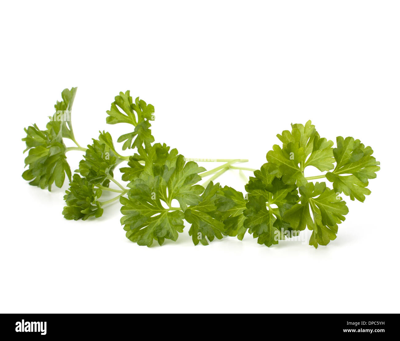 parsley isolated on white background Stock Photo - Alamy