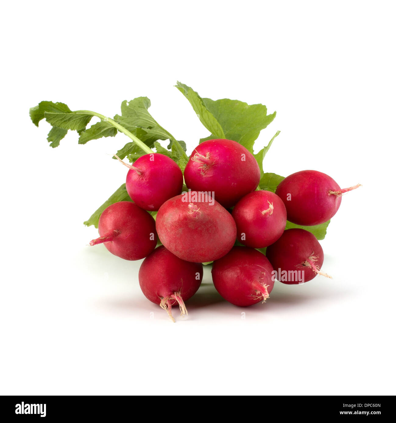 Small garden radish isolated on white background Stock Photo - Alamy