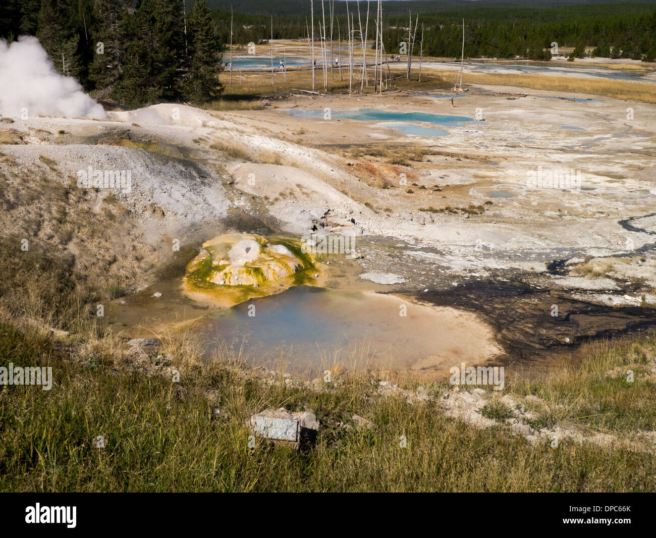 Ledge Geyser in Norris Geyser Basin,Yellowstone National Park, Wyoming ...