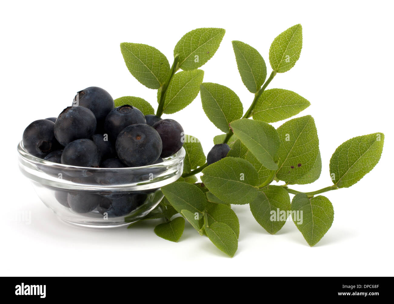 Blue bilberry or whortleberry isolated on white background Stock Photo ...