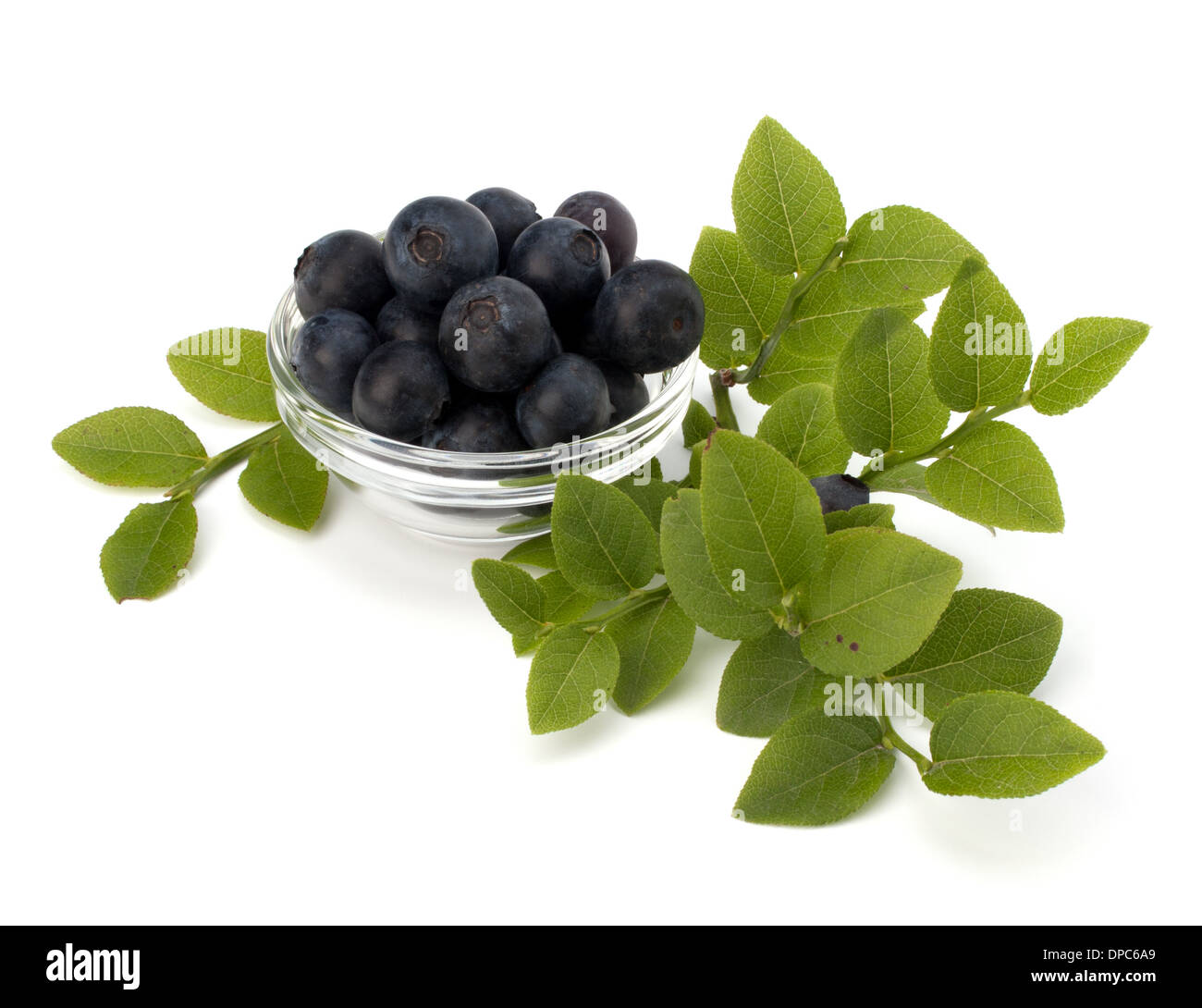 Blue bilberry or whortleberry isolated on white background Stock Photo ...