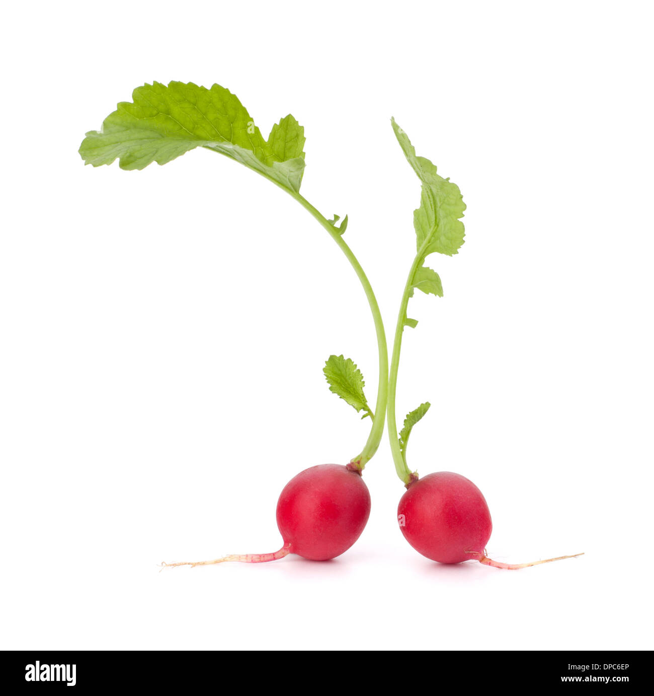 Small garden radish with leaves isolated on white background cutout ...