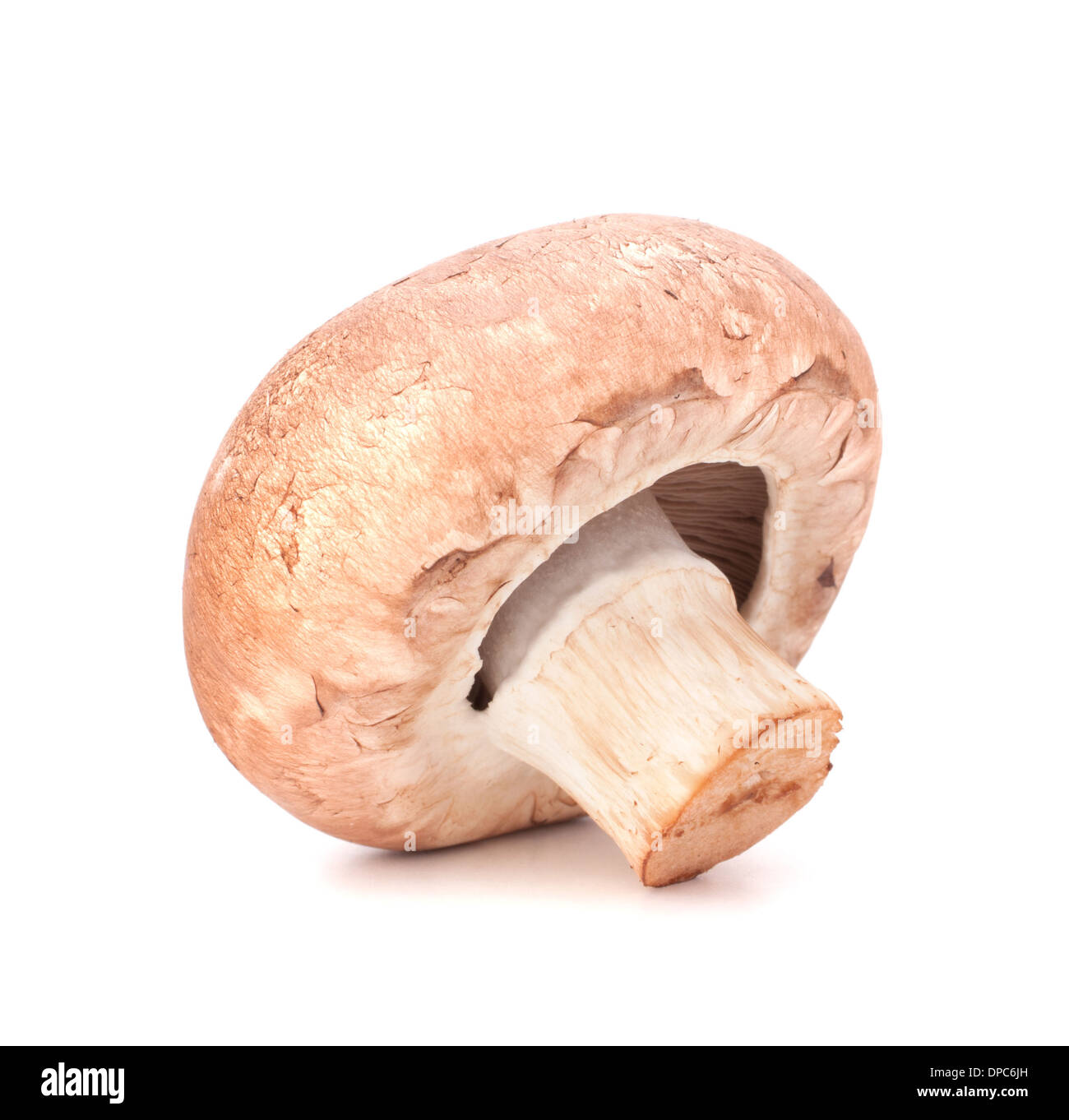 Brown champignon mushroom isolated on white background cutout Stock ...