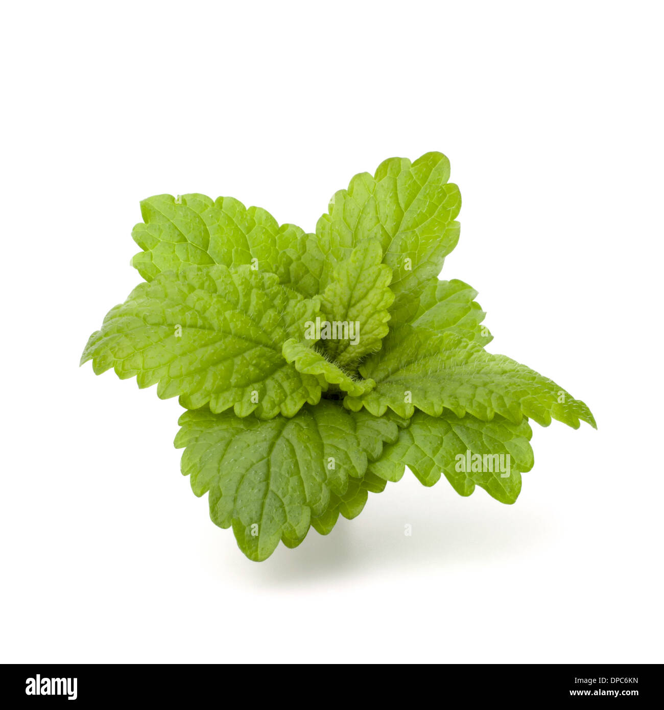 Peppermint or mint bunch isolated on white background cutout Stock ...
