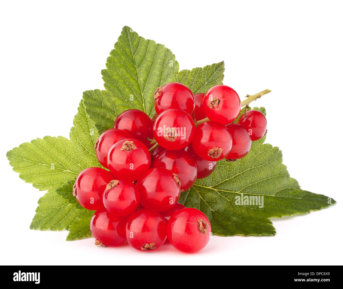Red currants and green leaves still life isolated on white background ...