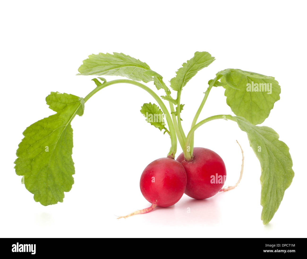Small garden radish with leaves isolated on white background cutout ...