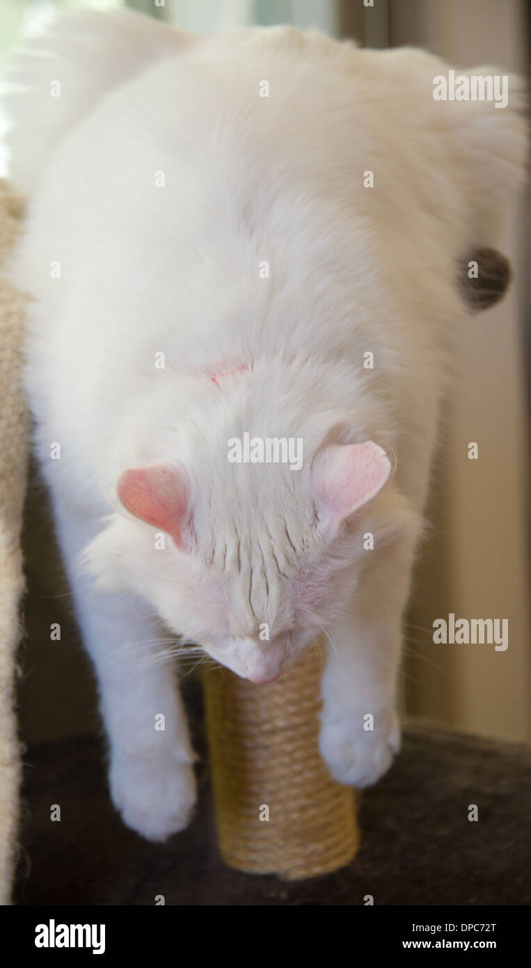 Planking Funny High Resolution Stock Photography and Images - Alamy