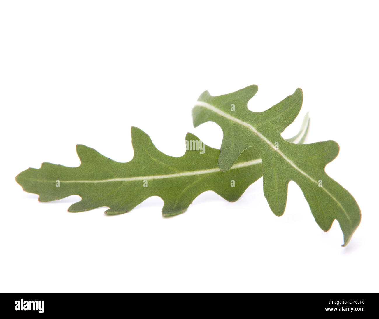 Sweet rucola salad or rocket lettuce leaves isolated on white ...