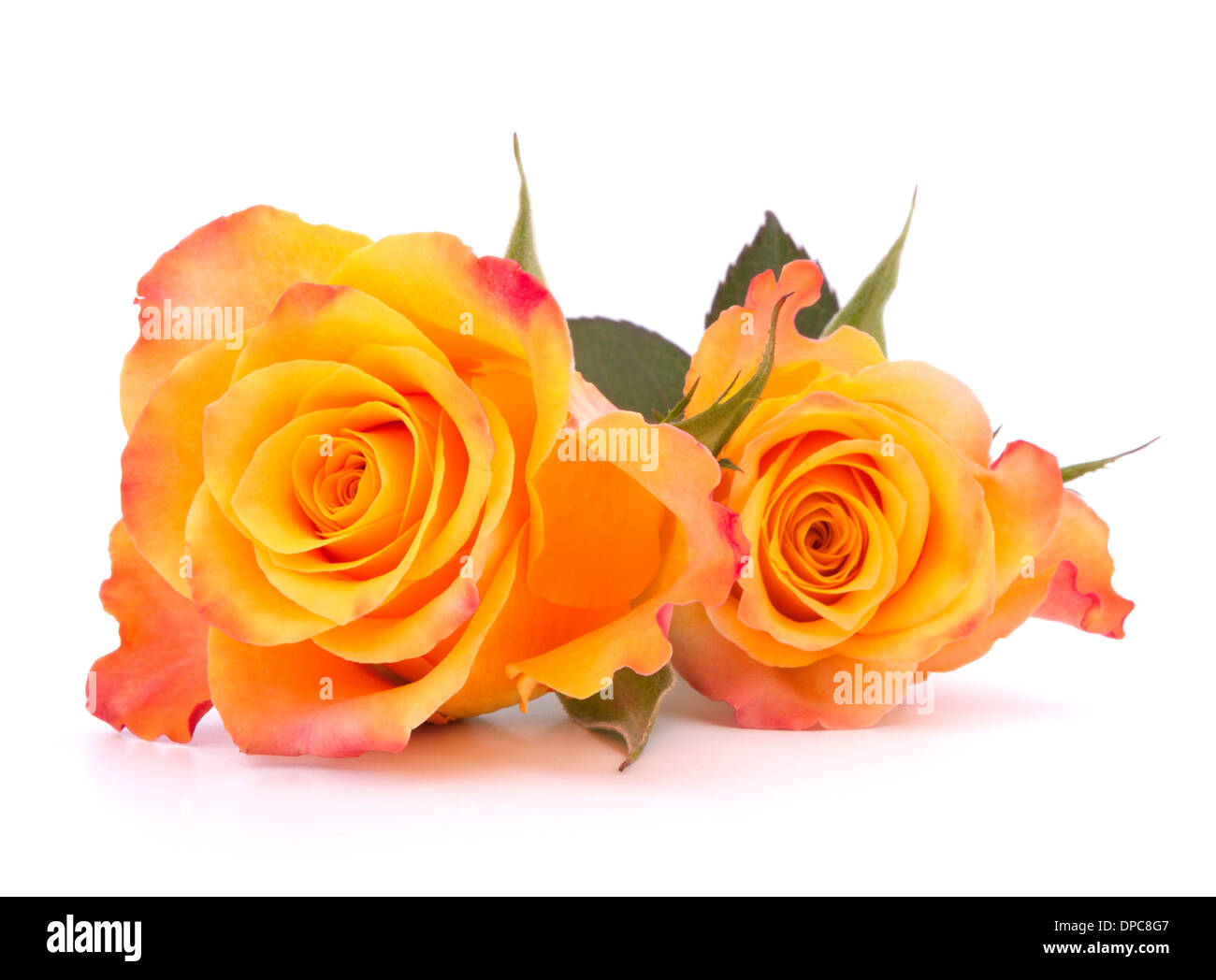 Two orange roses isolated on white background cutout Stock Photo - Alamy