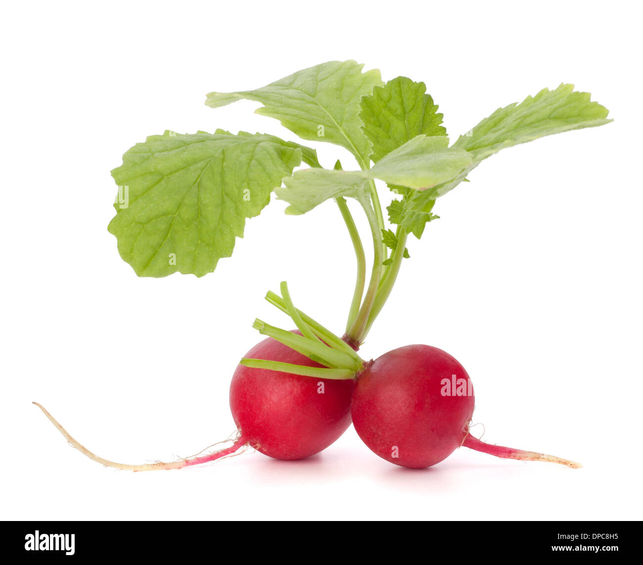Small garden radish with leaves isolated on white background cutout ...