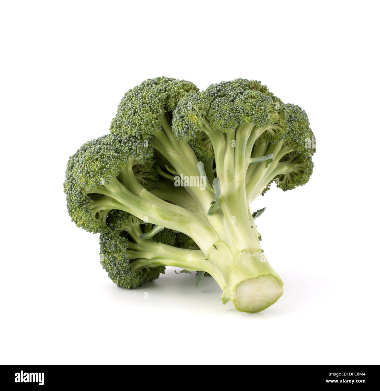Broccoli vegetable isolated on white background Stock Photo - Alamy