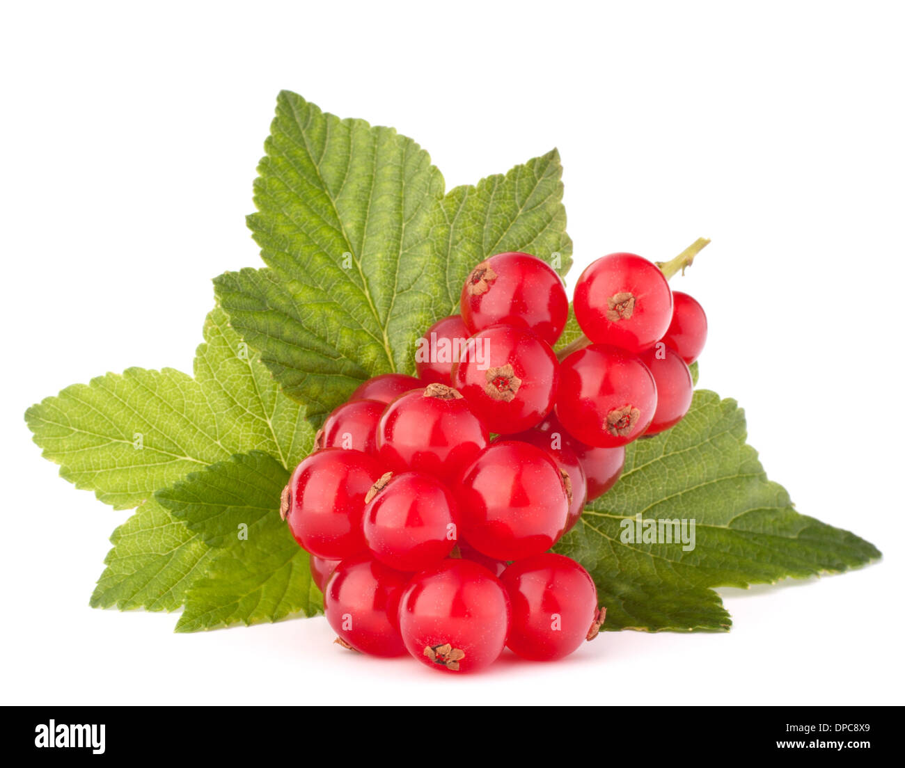 Red currants and green leaves still life isolated on white background ...