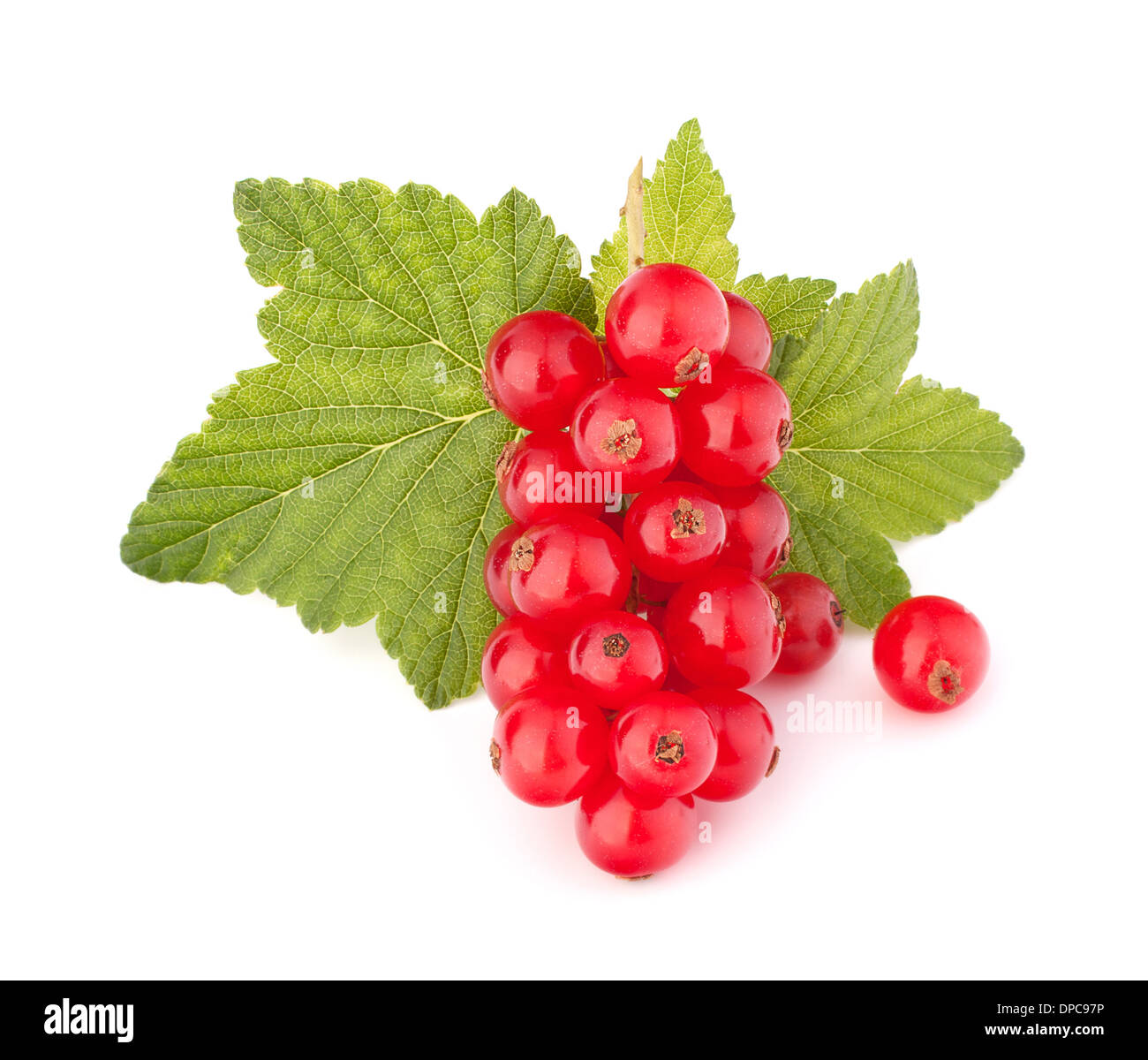 Red currants and green leaves still life isolated on white background ...