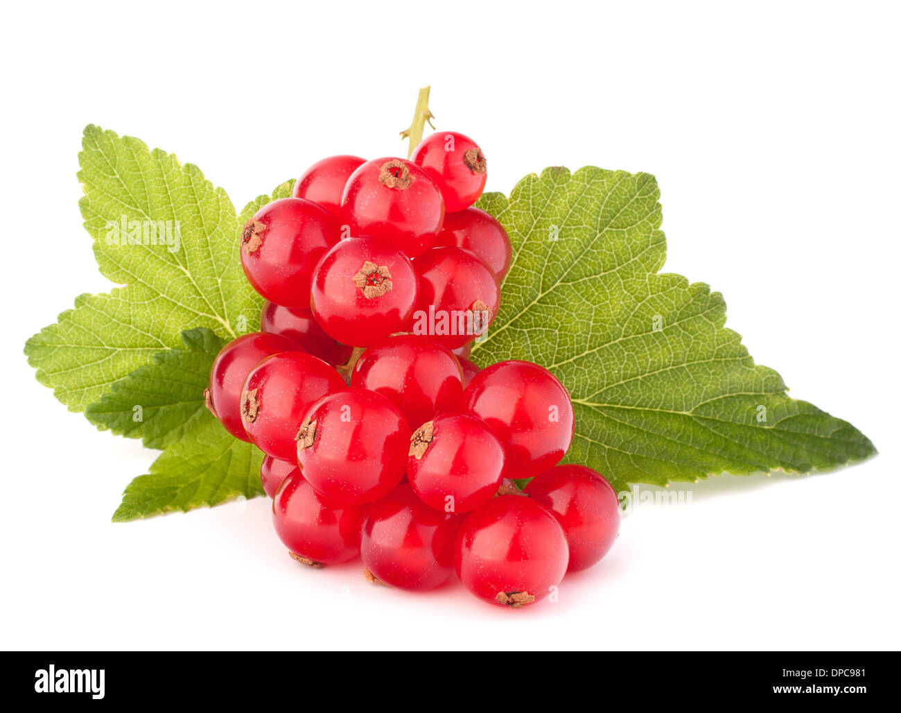 Red currants and green leaves still life isolated on white background ...