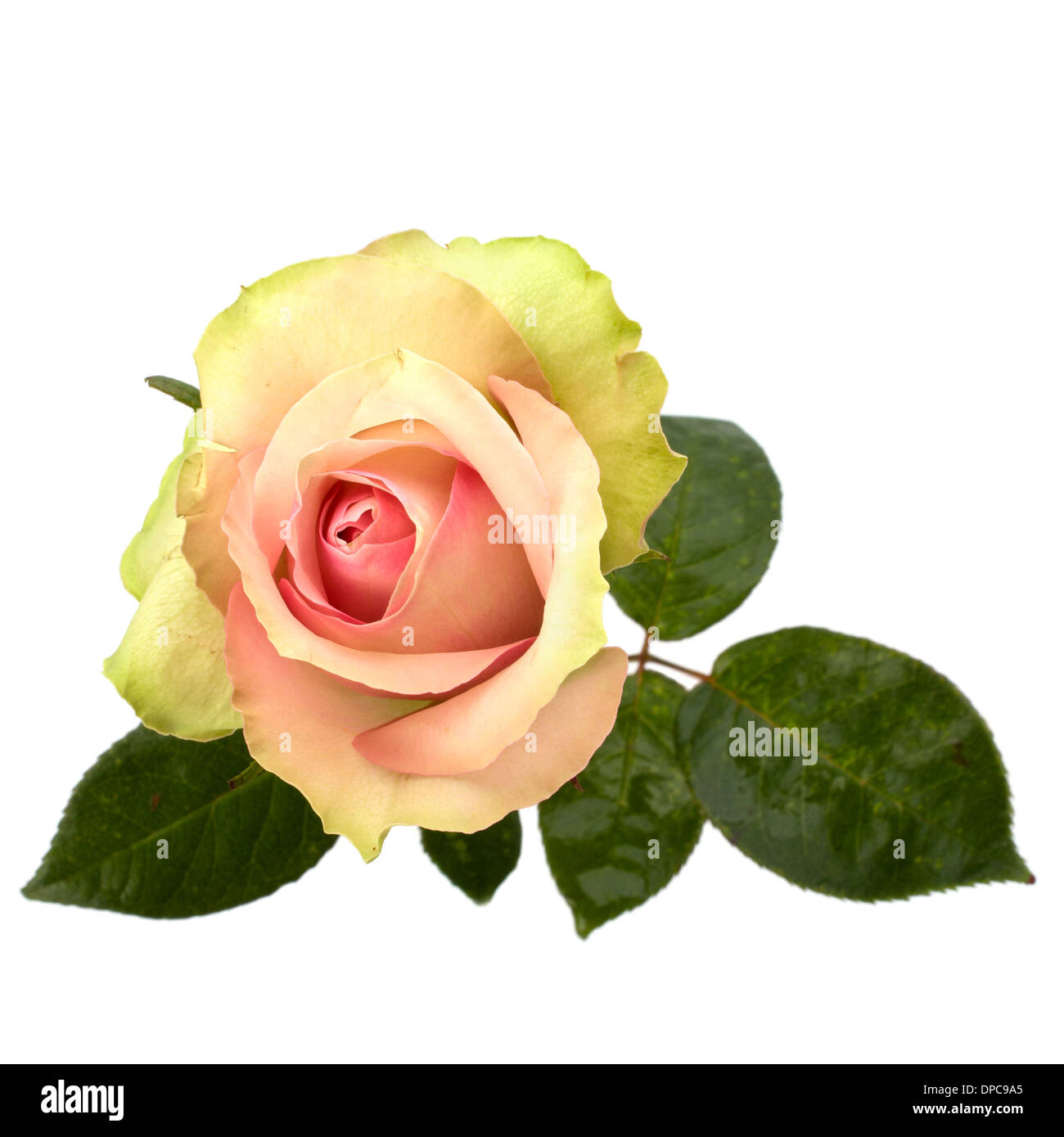 Beautiful view yellow rose Cut Out Stock Images & Pictures - Alamy
