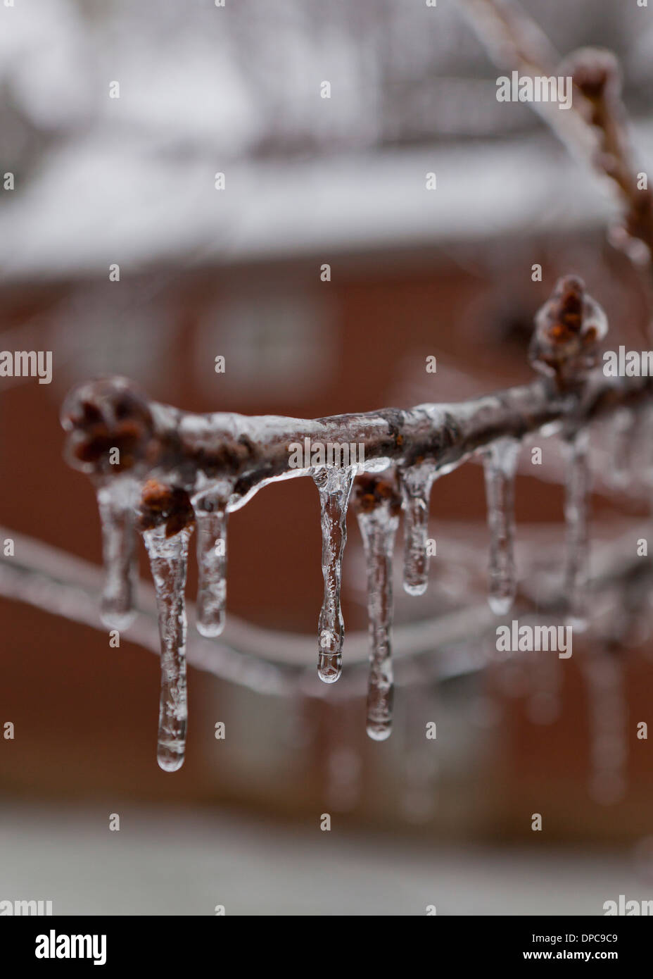 Freezing tree hi-res stock photography and images - Alamy