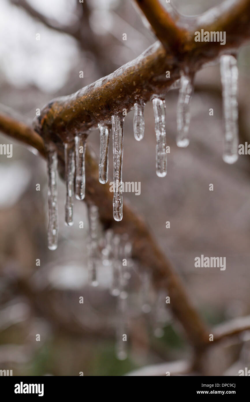 Freezing tree hi-res stock photography and images - Alamy